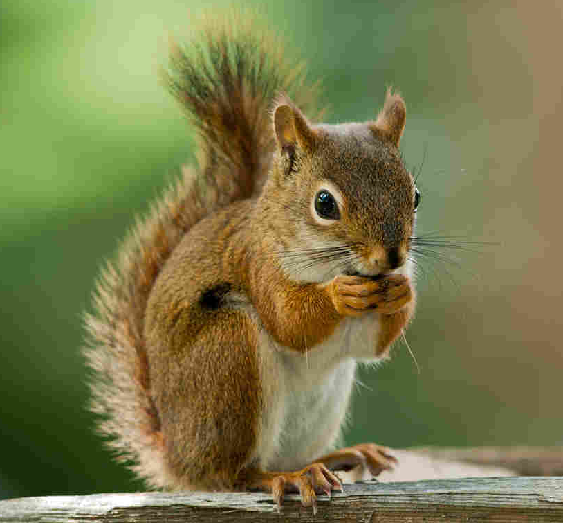 Little Cube Squirrel Amigurumi Pattern